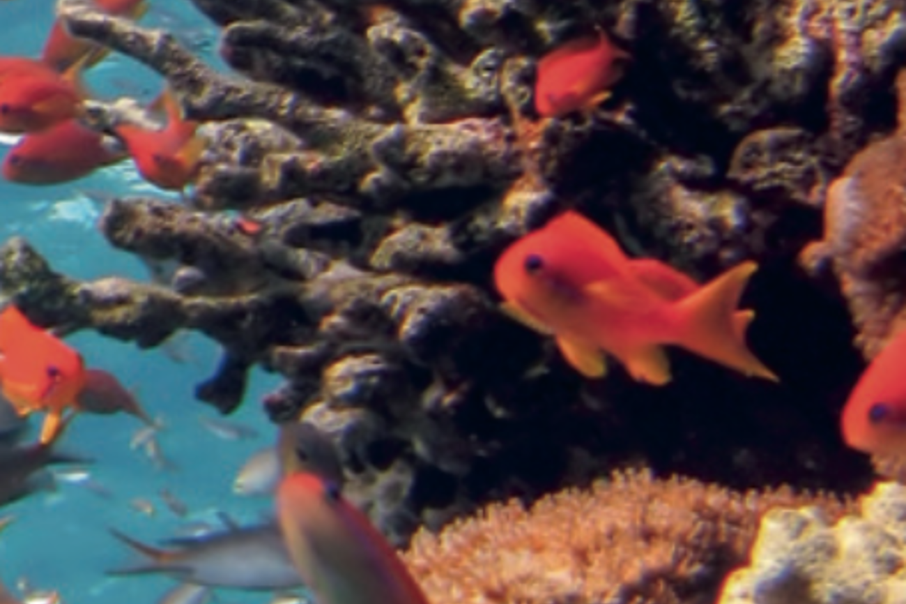 Fisch-Puzzle | Magnet